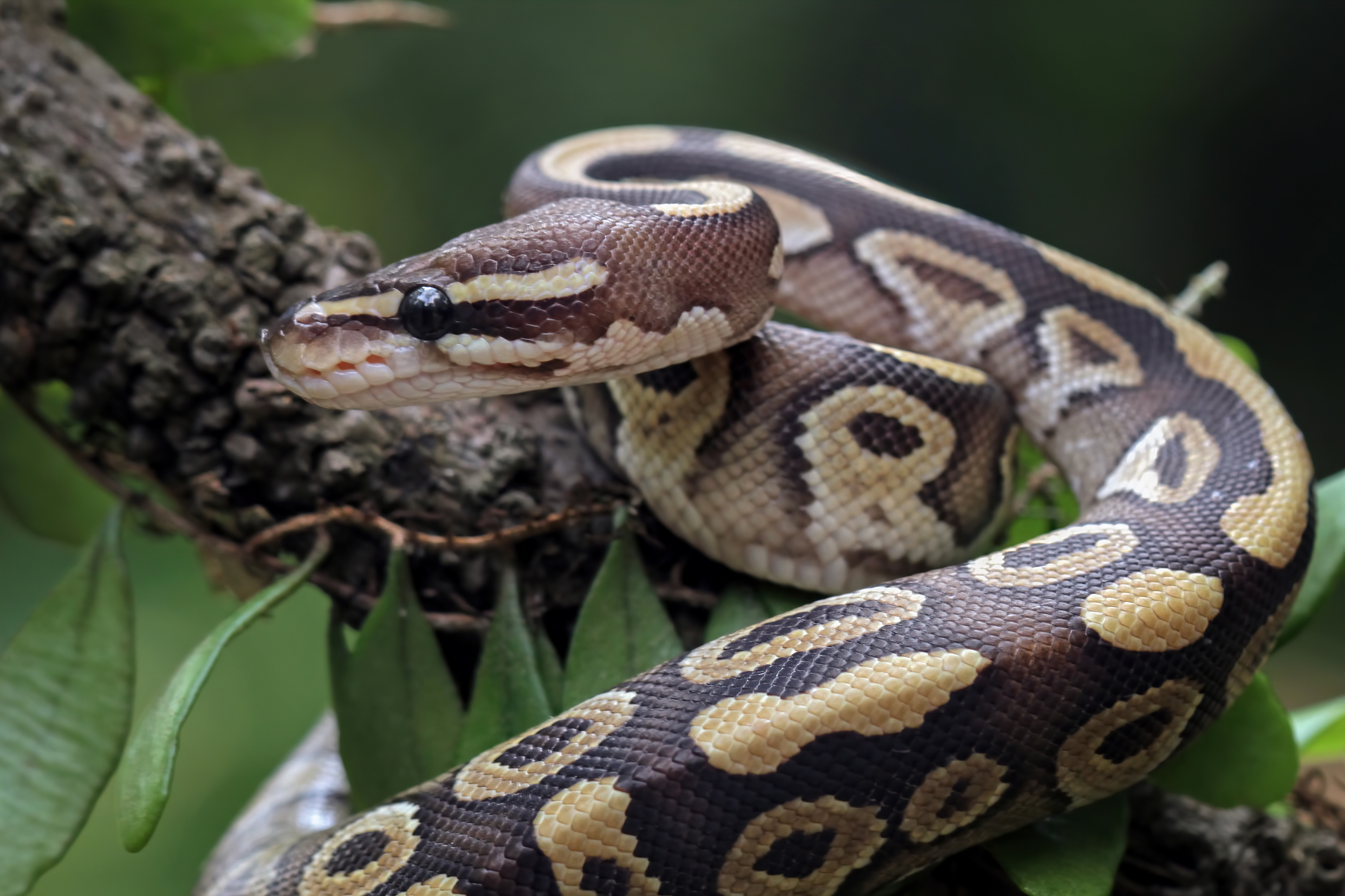 News | Ophirex